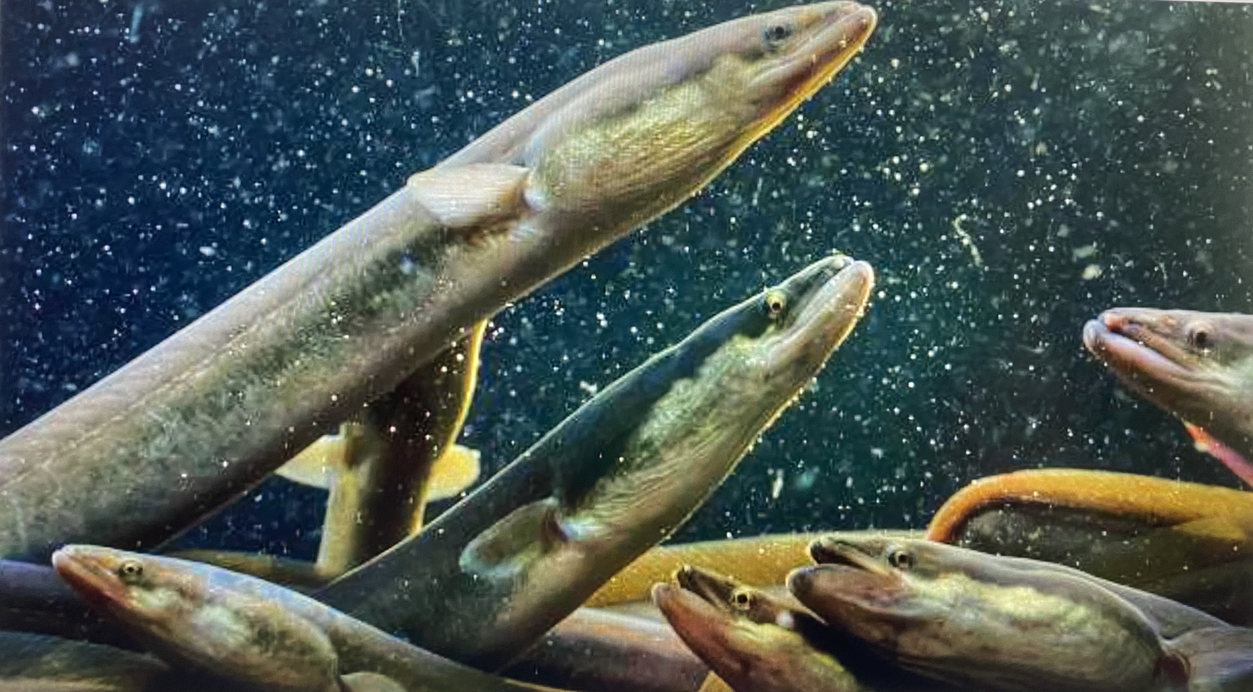 American eel.jpg | FWS.gov